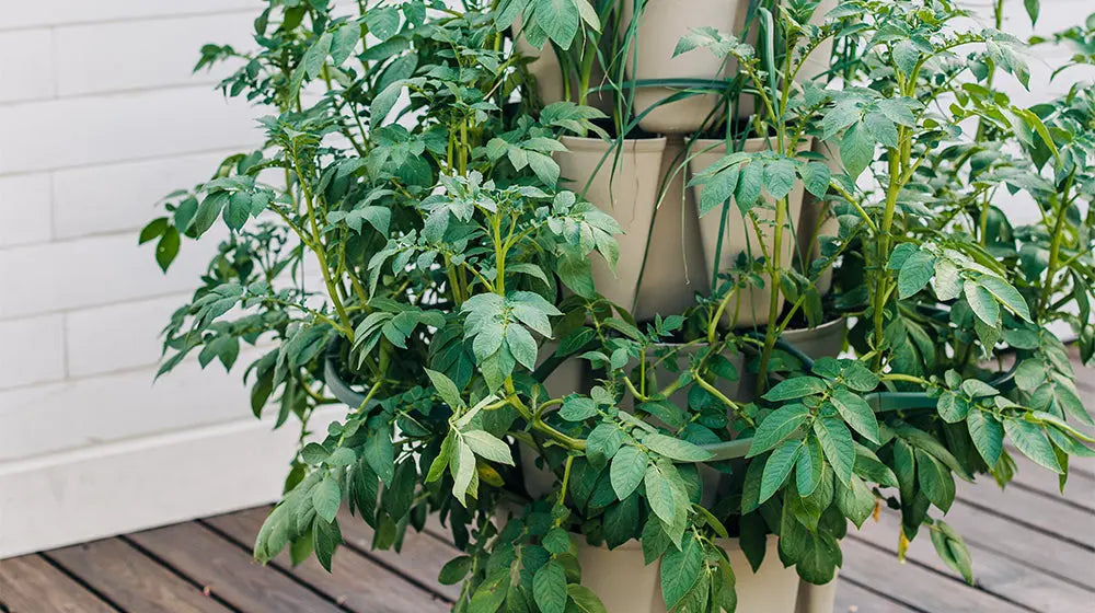 How to Grow Potatoes in a Vertical Garden | GreenStalk Garden