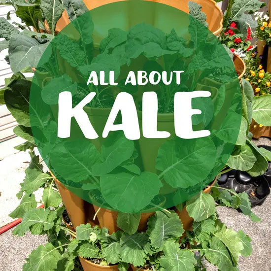 All About Growing Kale | GreenStalk Garden