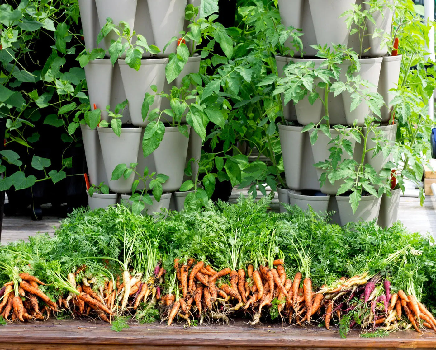 Growing Root Vegetables Vertically | GreenStalk Garden