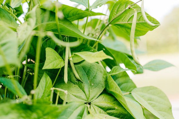 How to Grow Green Bush Beans Vertically | GreenStalk Garden