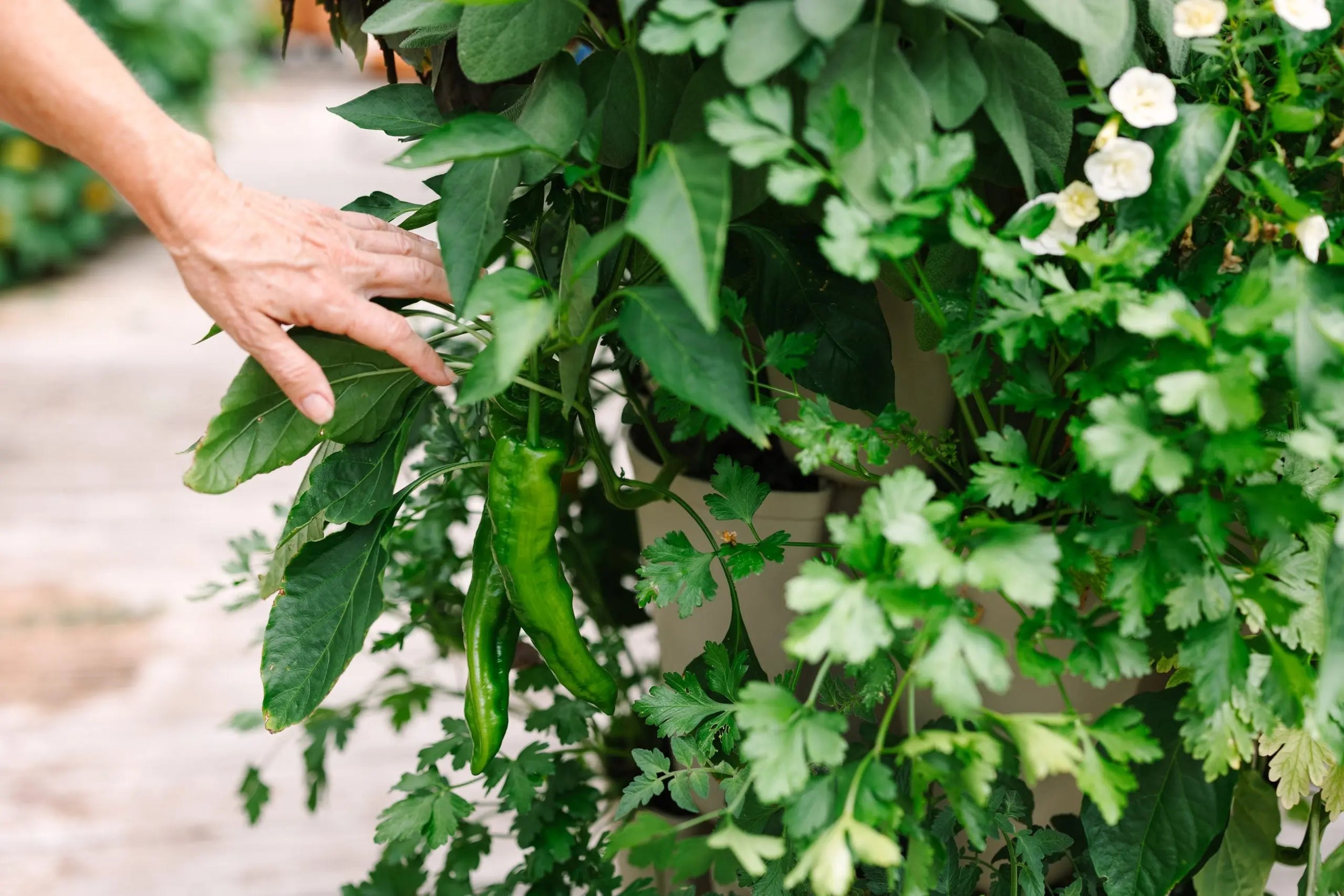 How to Grow Peppers in a Small Space | GreenStalk Garden