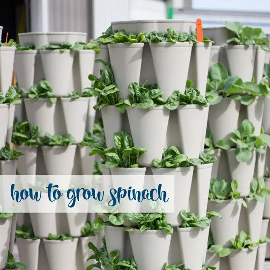 How to Grow a Tower of Spinach | GreenStalk Garden