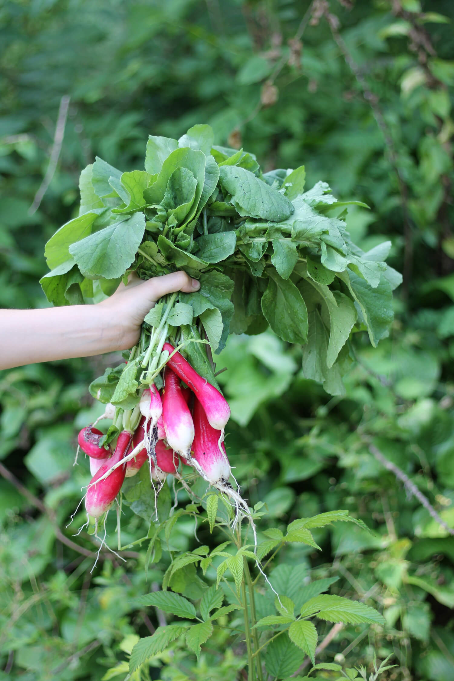 7 Easiest Plants to Grow in Containers | GreenStalk Garden