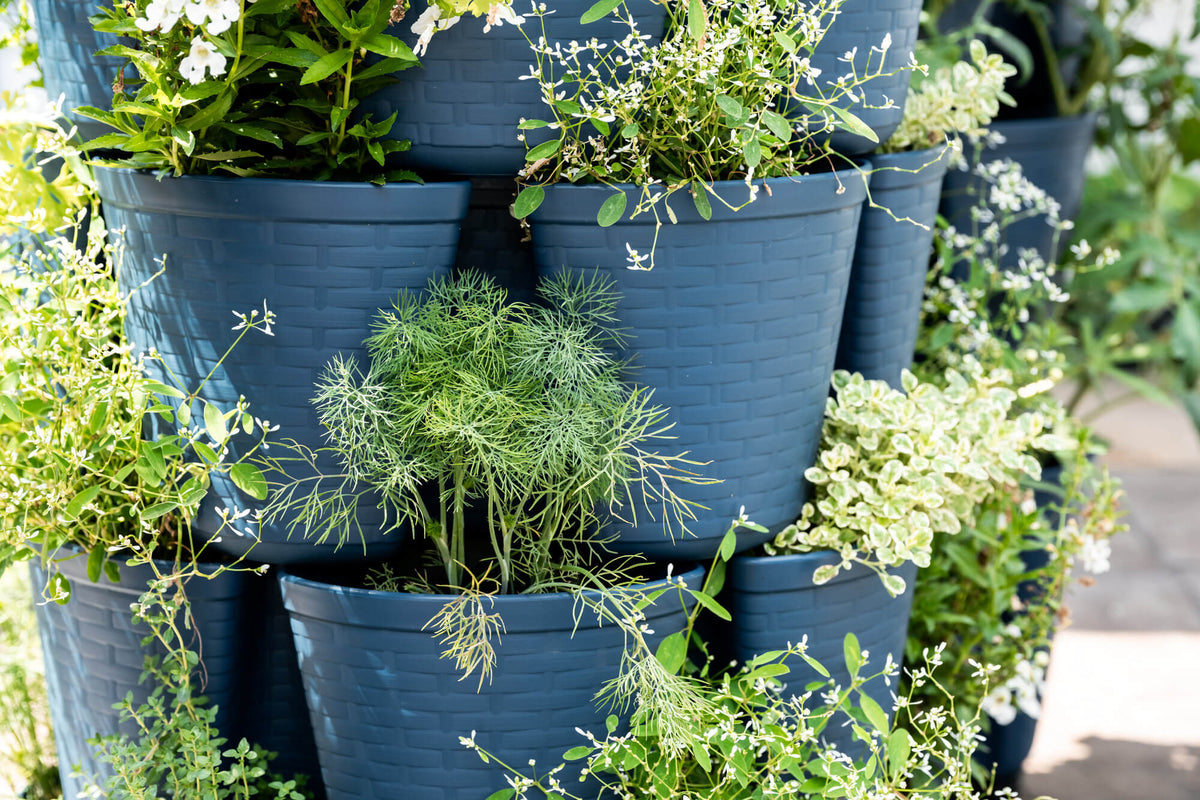 Blueberry | GreenStalk Garden