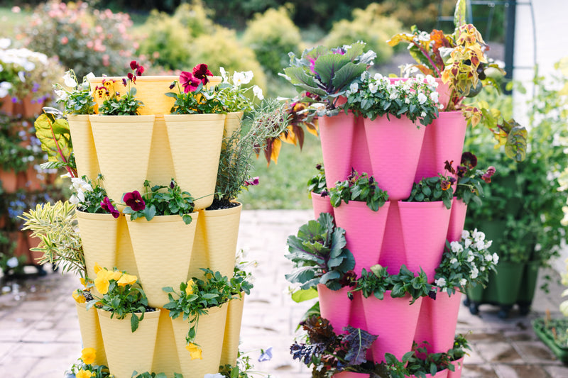 Strawberry Pink + Lemon Last Chance | GreenStalk Garden