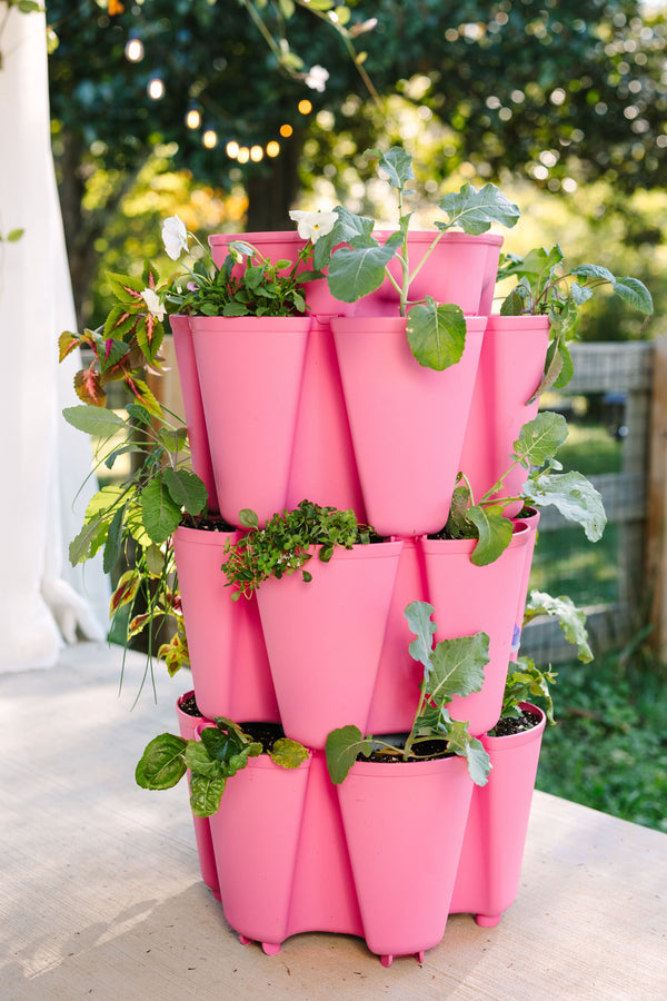 Strawberry Pink + Lemon Last Chance | GreenStalk Garden