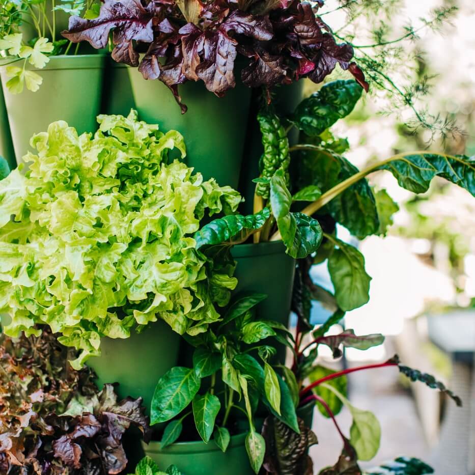 A Detailed How-to Guide to Growing in the GreenStalk Vertical Planter ...